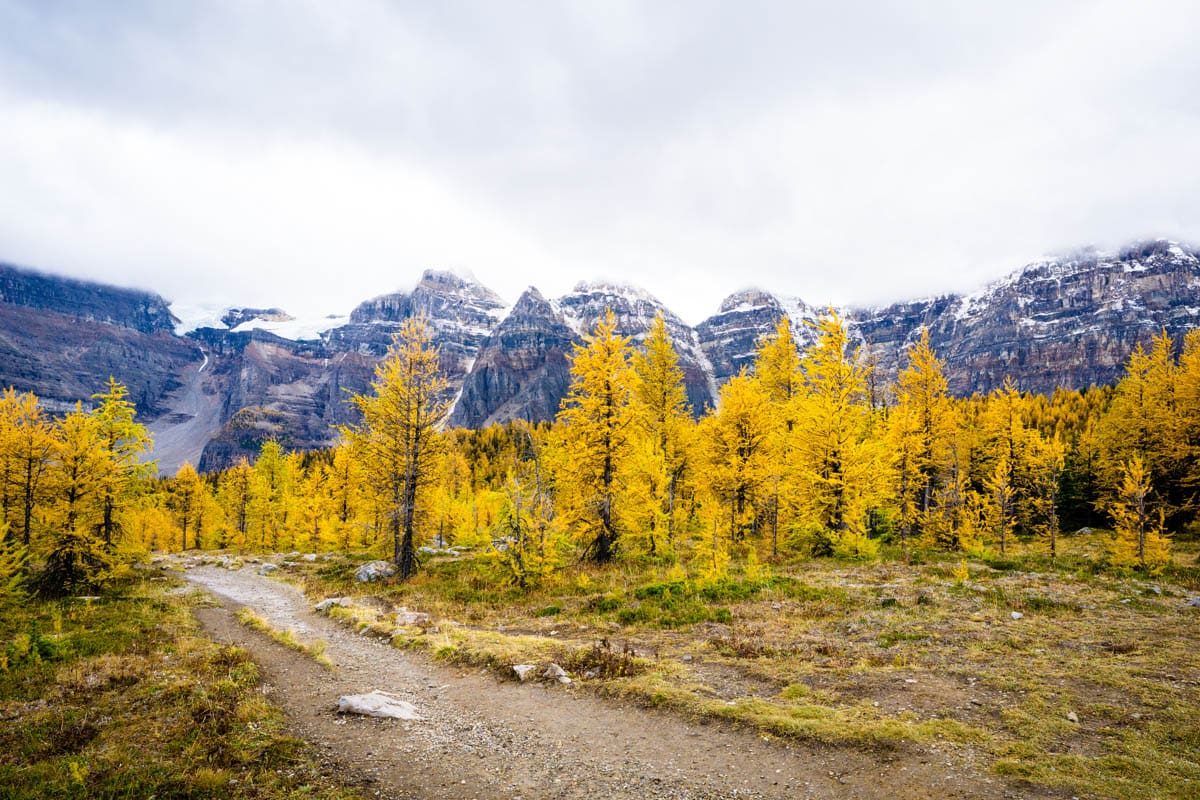 11 INCREDIBLE Larch Hikes with Kids - Banff with Kids